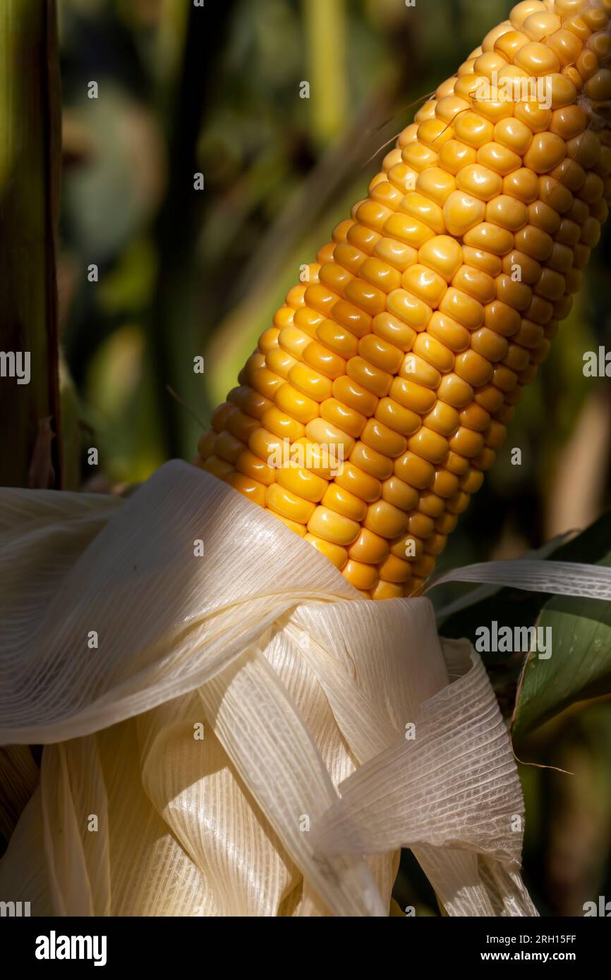 yellow ripe corn fruits in summer, corn cobs in mold and mushroom Stock ...