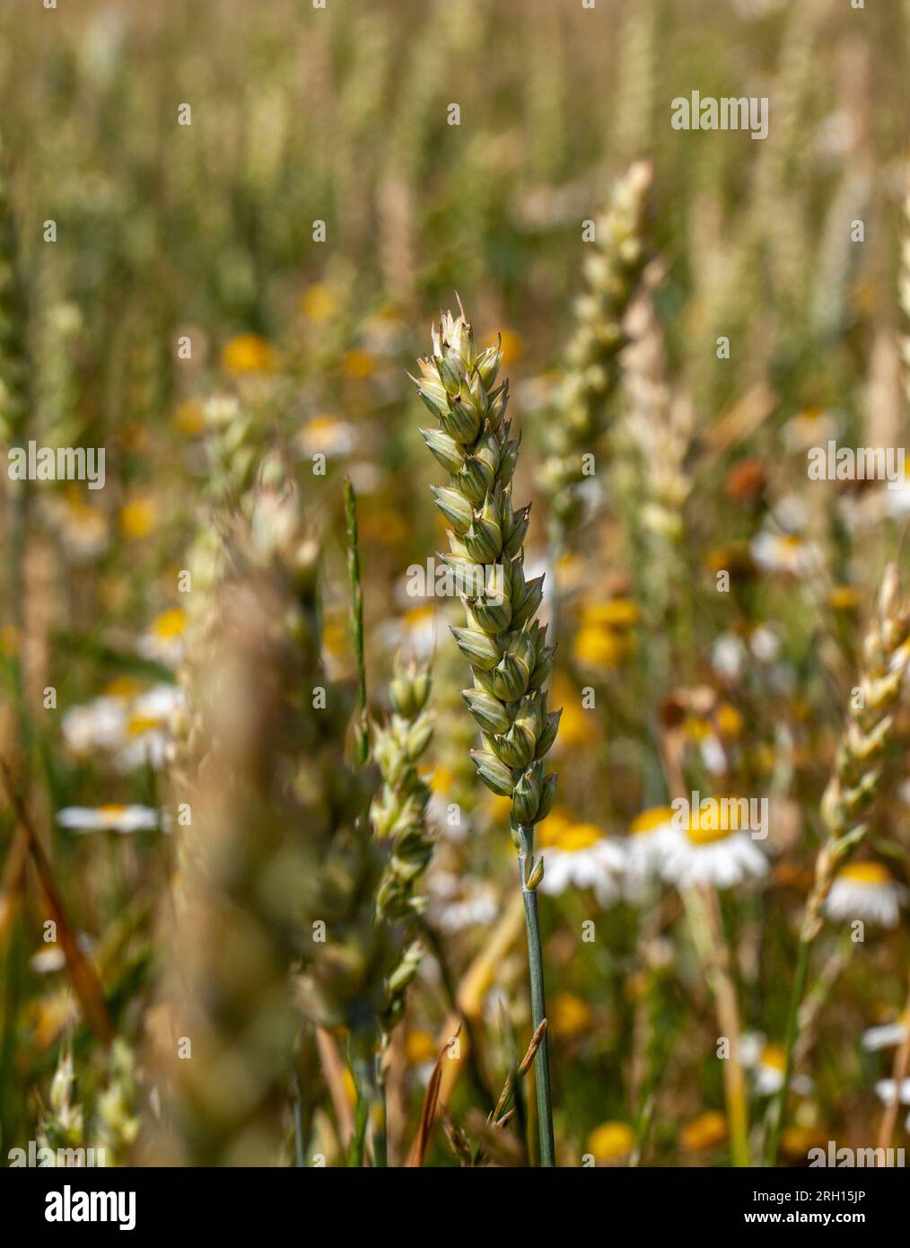 an agricultural field where a crop of cereals is grown to produce food ...