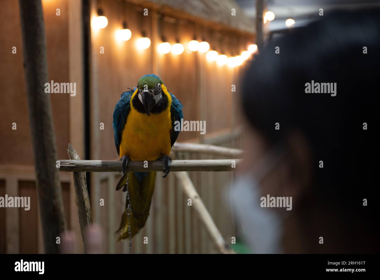 Thailand pet expo hi-res stock photography and images - Alamy