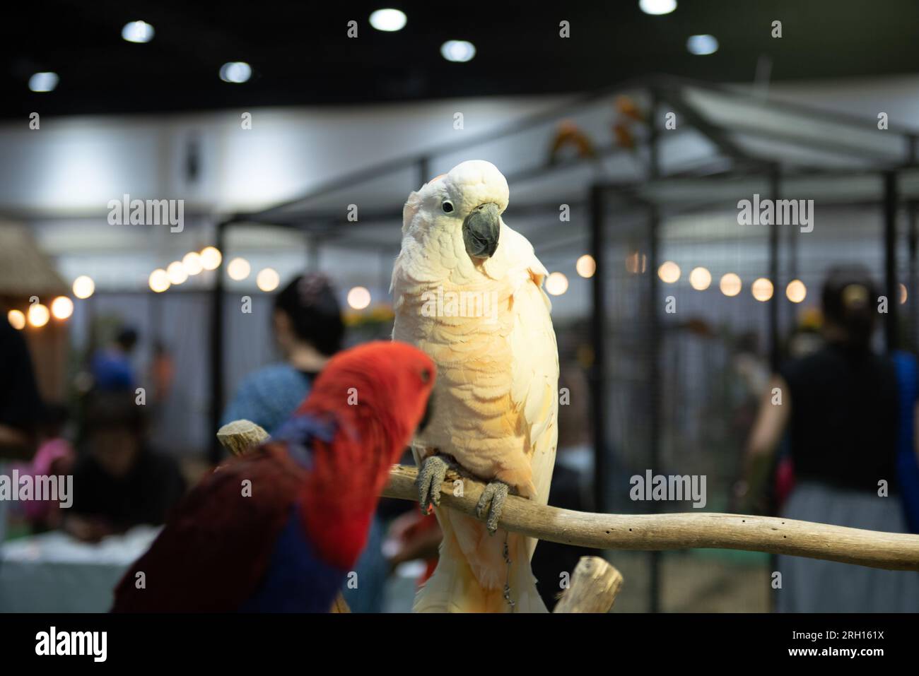 Bangkok, Thailand. 12th Aug, 2023. species of parrot were exhibited at ...