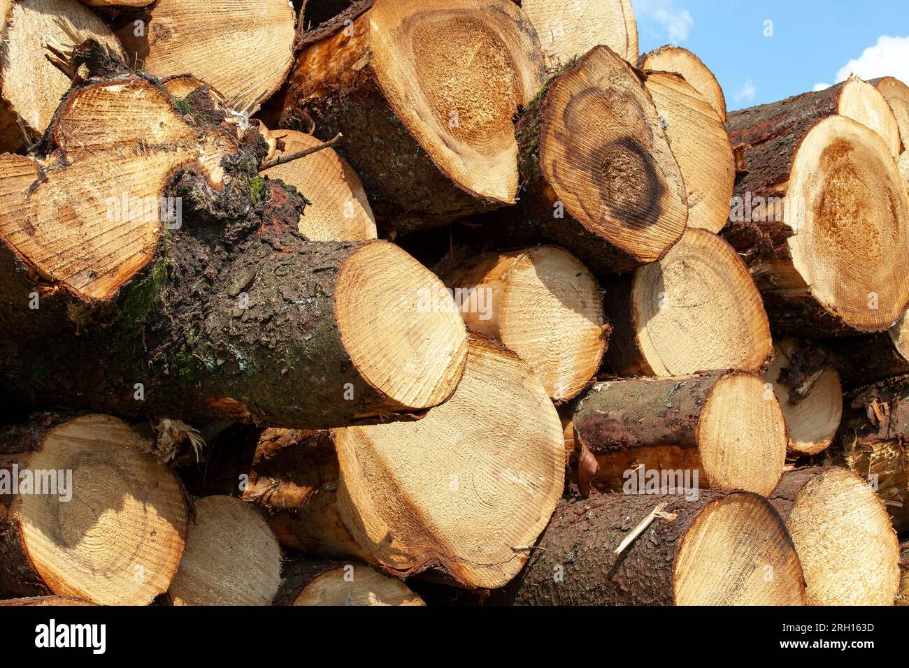 a large amount of pine wood during logging, deforestation to obtain ...