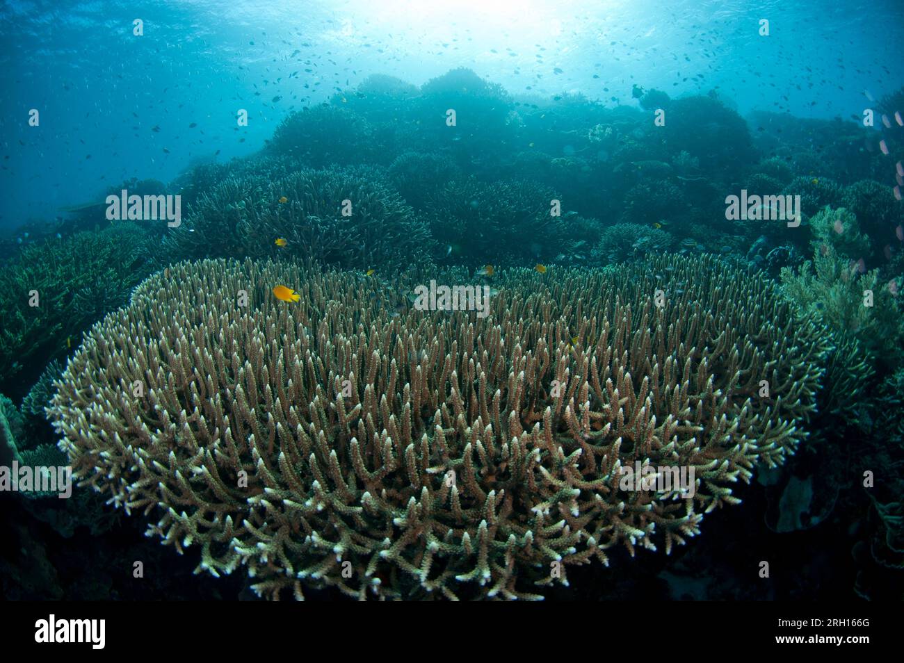Table Coral, Acropora sp, with sun in background, Tatawa Besar Island ...
