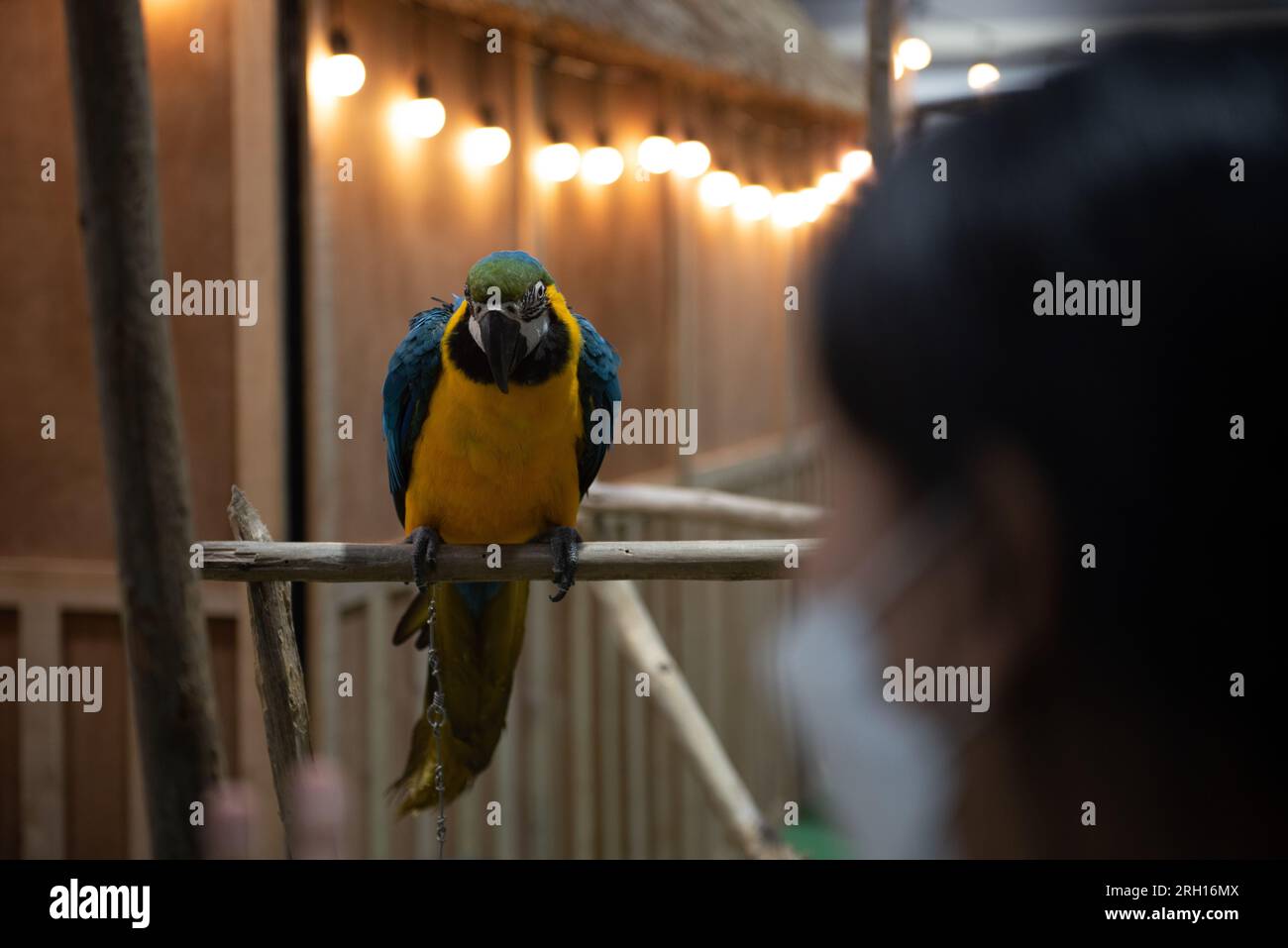 Thailand pet expo hi-res stock photography and images - Alamy