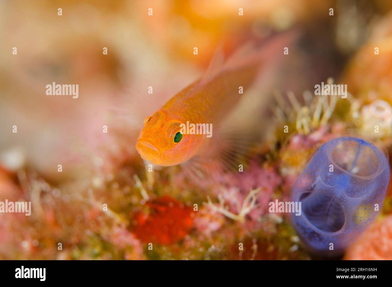 Stobb's Dwarfgoby, Trimma stobbsi, Tatawa Besar Island, between Komodo ...