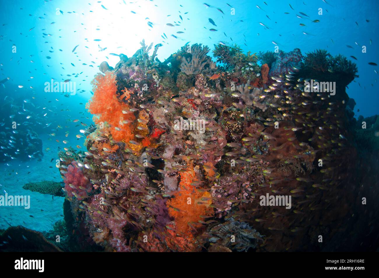 Reef scene with school of Yellow Sweepers, Parapriacanthus sp, with sun ...