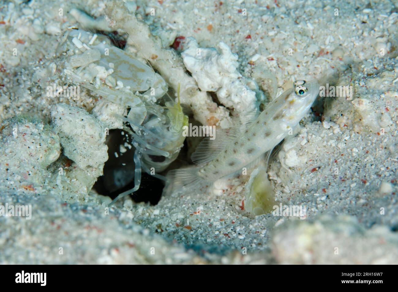 Fierce Shrimpgoby, Ctenogobiops feroculus, and Snapping Shrimp, Alpheus ...