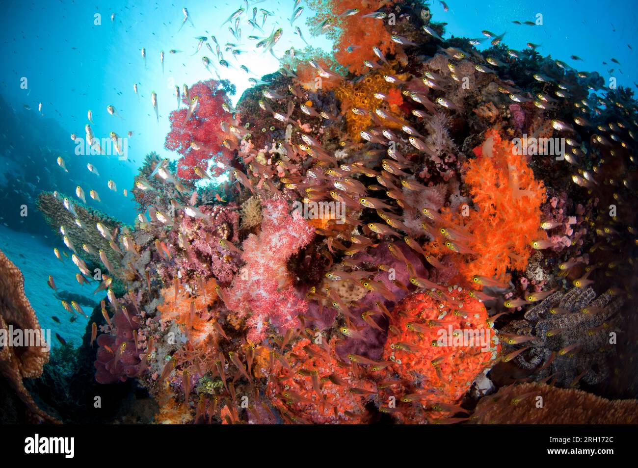 Reef scene with school of Yellow Sweepers, Parapriacanthus sp, around ...