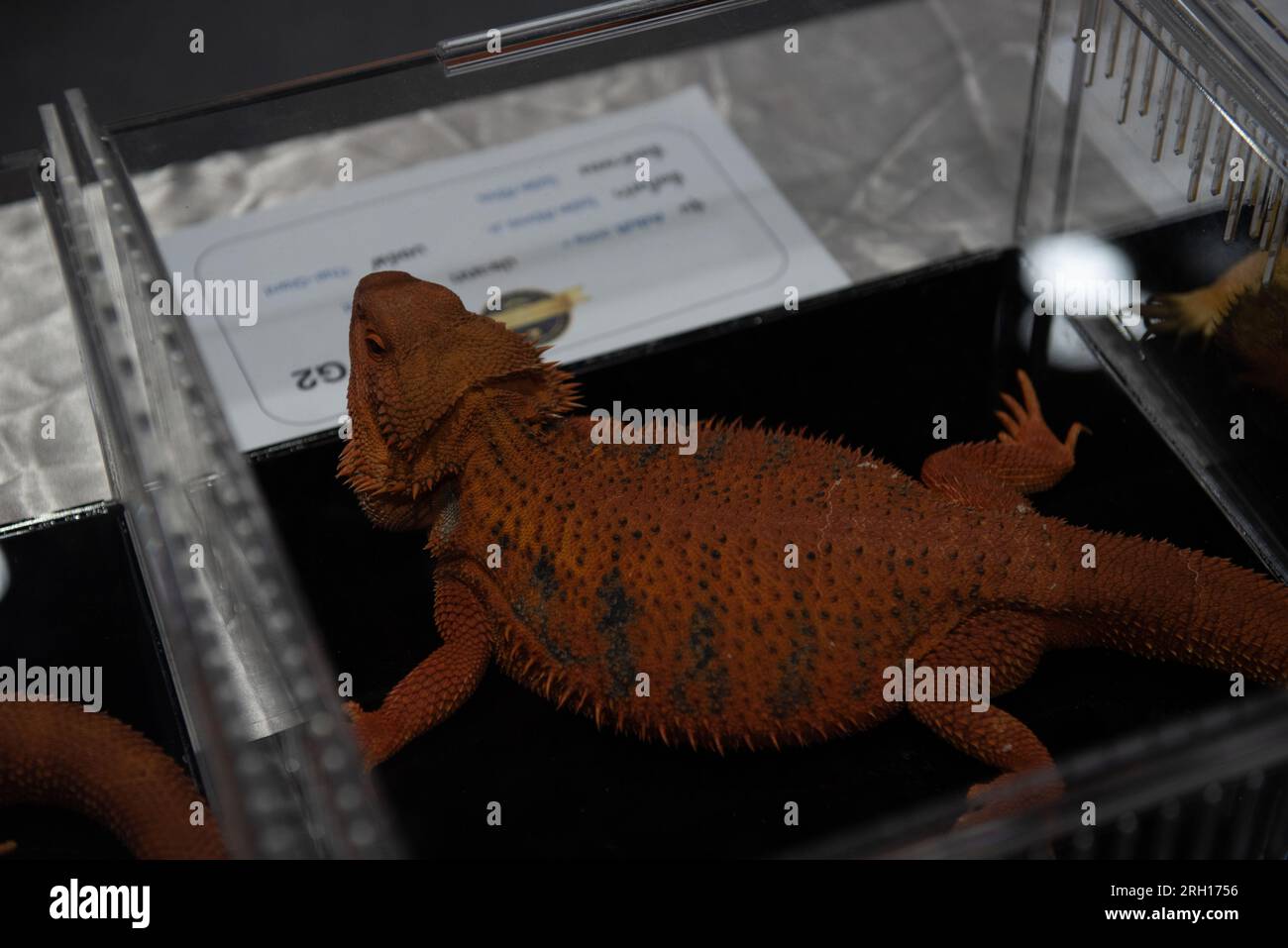 Bangkok, Thailand. 12th Aug, 2023. Lizard species were showcased at ...