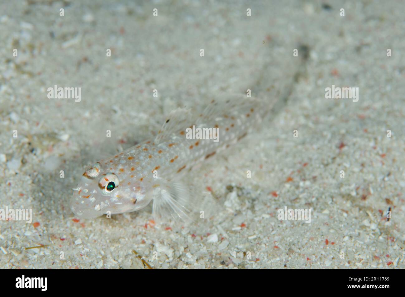 Lagoon Sandgoby, Istigobius rigilius, on sand, Tatawa Besar Island ...