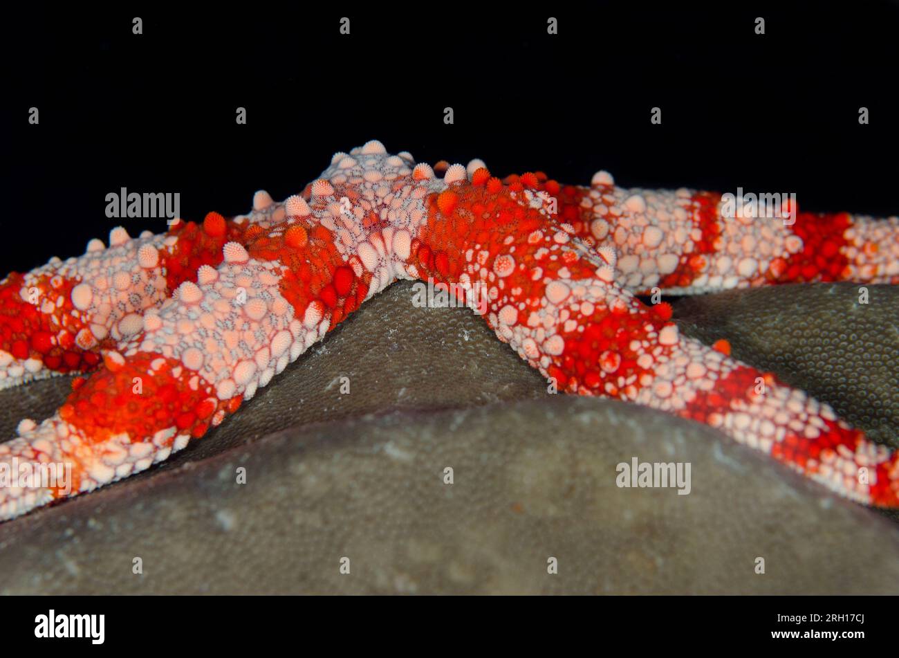 Friant's Sea Star, Nardoa frianti, night dive, IMAX dive site, Tatawa ...