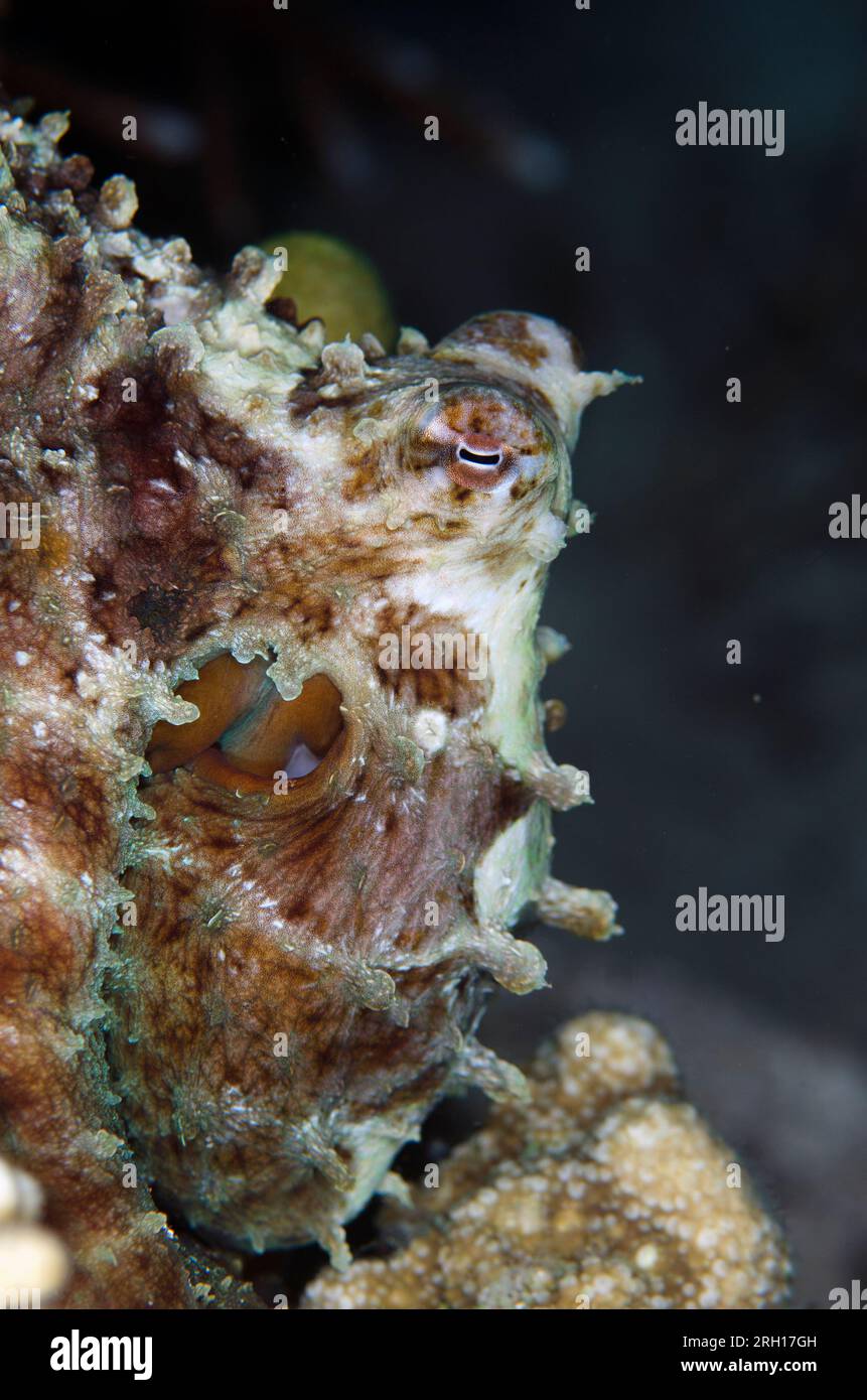 Tatawa besar island hi-res stock photography and images - Alamy