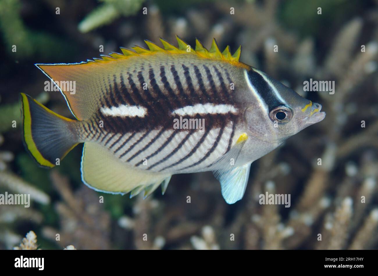 Chevroned Butterflyfish, Chaetodon trifascialis, with night colors ...