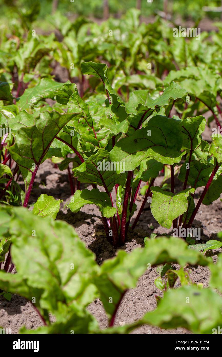 agricultural field where beets grow for food production, beet tops in ...