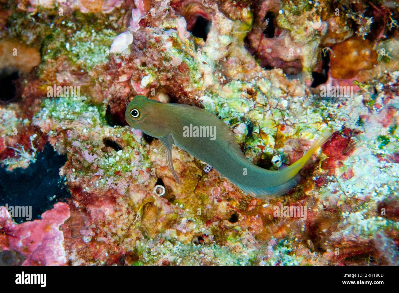 Yellowtail Blenny, Ecsenius namiyei, Fish Bowl dive site, Gili Lawa ...