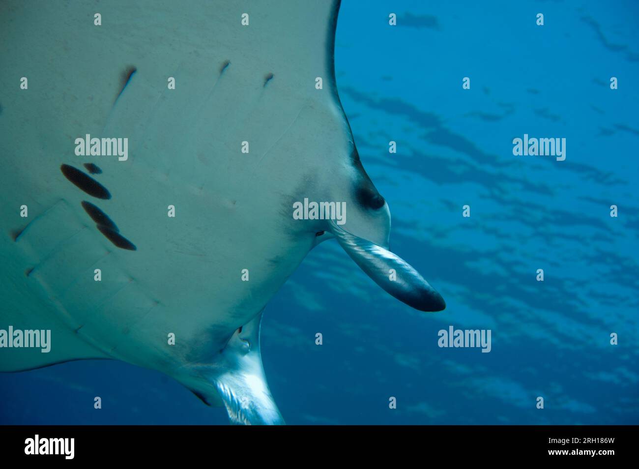 Reef Manta Ray, Mobula alfredi, classified as Vulnerable, Fish Bowl ...