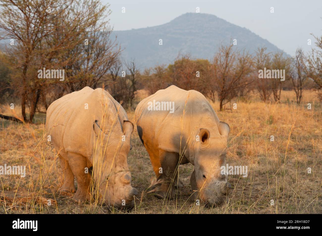 Two female white rhinoceros graze side by side in the early morning on ...