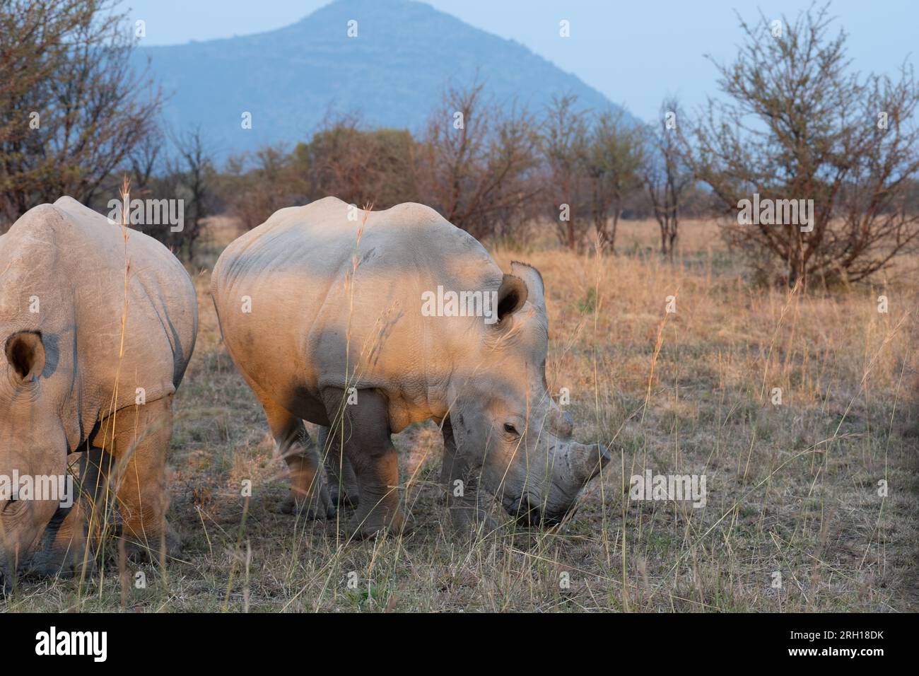 Two female white rhinoceros graze side by side in the early morning on ...
