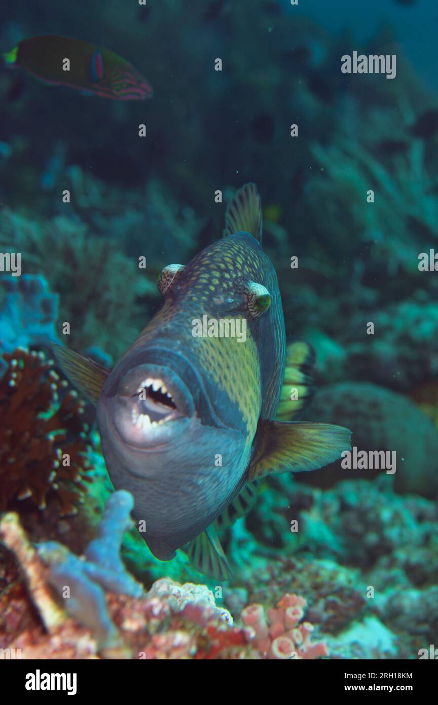 Titan Triggerfish, Balistoides viridescens, bearing teeth as a warning ...