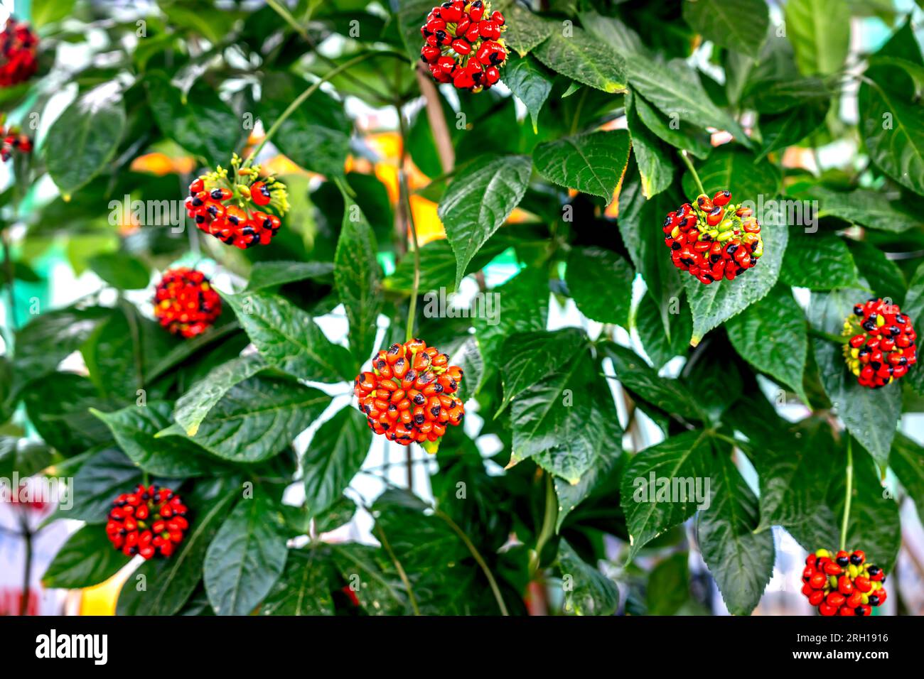 Ngoc linh ginseng hi-res stock photography and images - Alamy