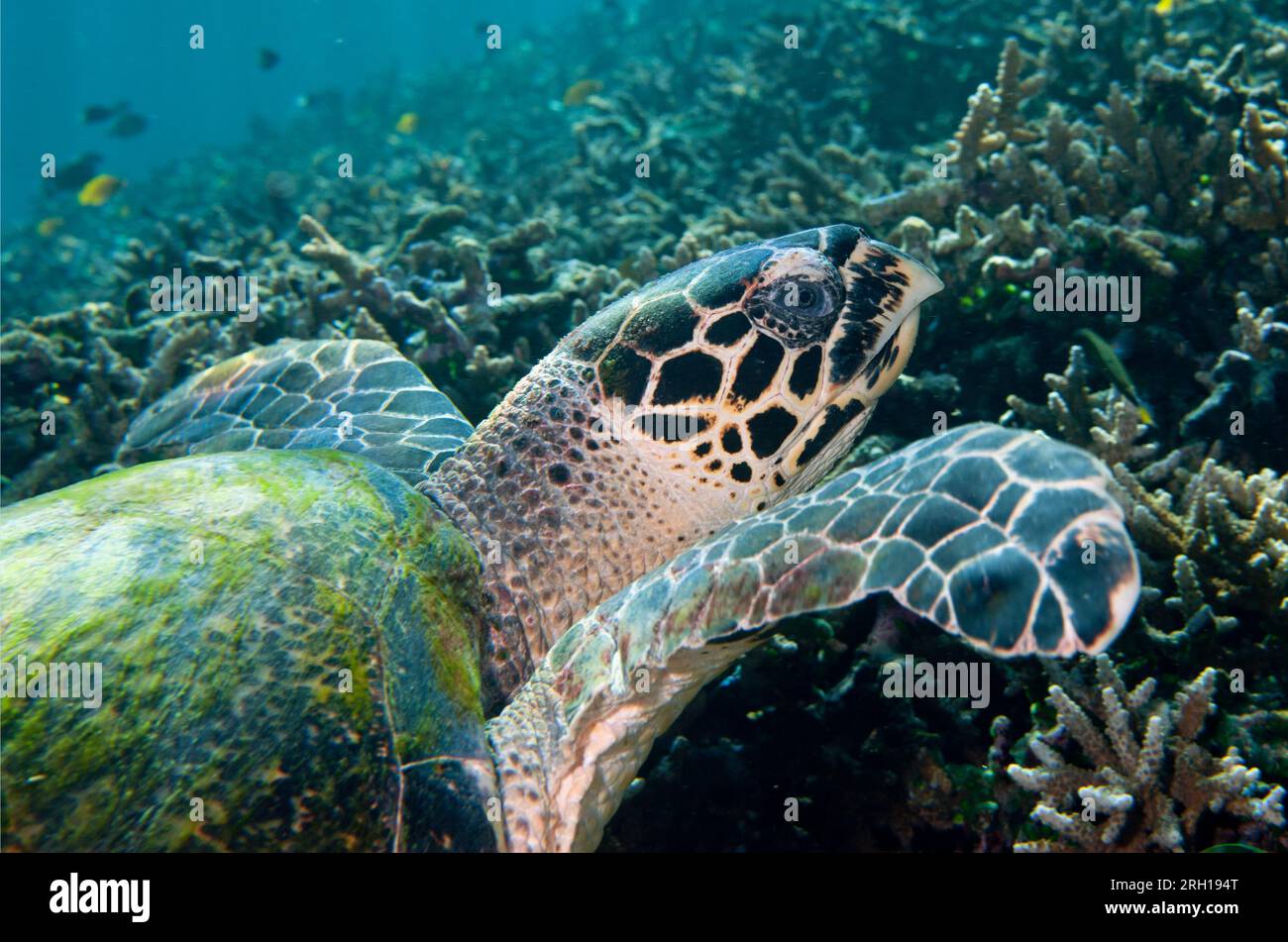 Hawksbill Turtle, Eretmochelys imbricata, classified as Critically ...