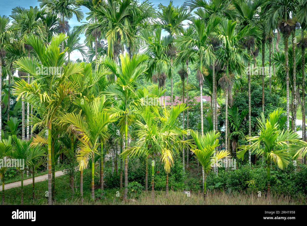 A familiar image in a Vietnamese village. The small house is surrounded ...