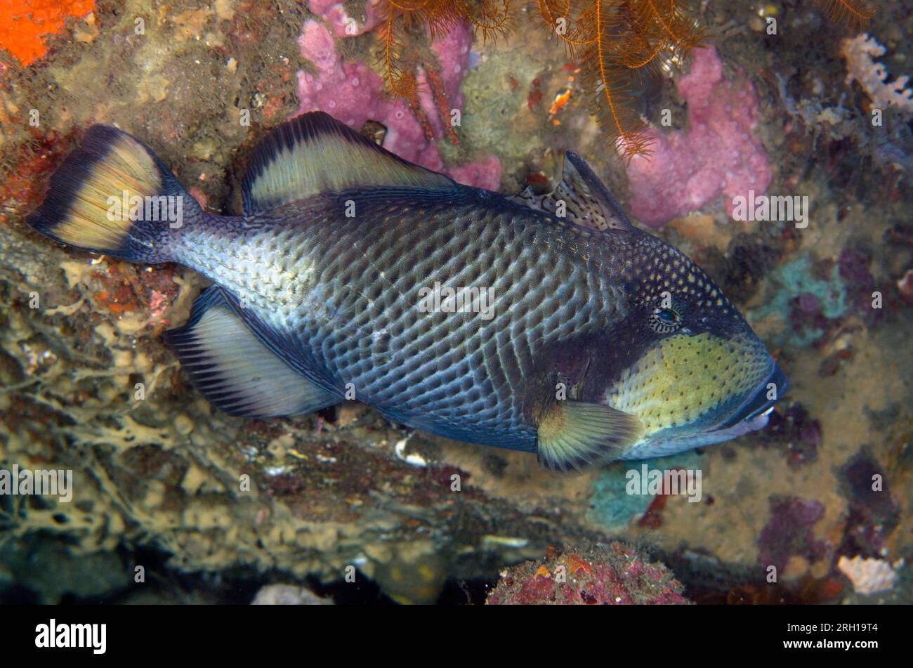 Titan Triggerfish, Balistoides viridescens, Nudi Retreat dive site ...