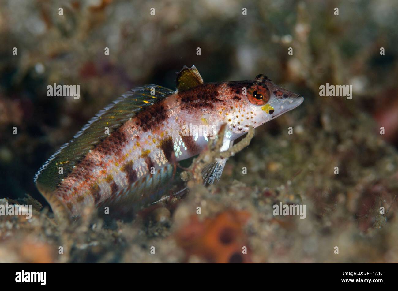 Blackfin Sandperch, Parapercis snyderi, Pantai Parigi dive site, Lembeh ...