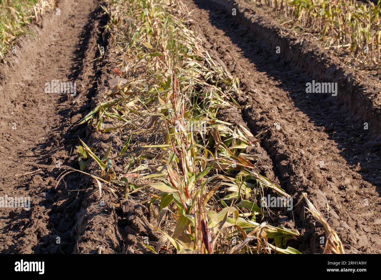 agriculture the field where corn is grown to produce corn grains, the ...
