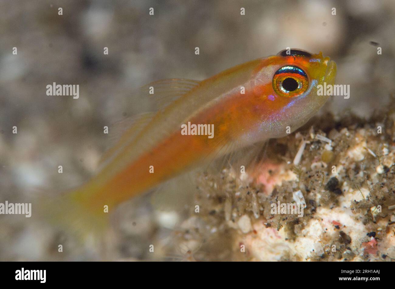 One anaima hi-res stock photography and images - Alamy