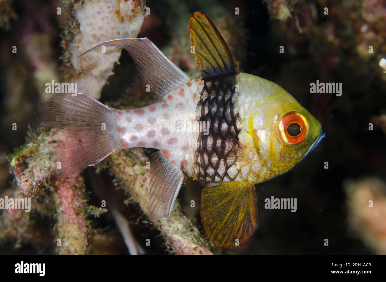 Pajama Cardinalfish, Sphaeramia nematoptera, Bianca dive site, Lembeh ...