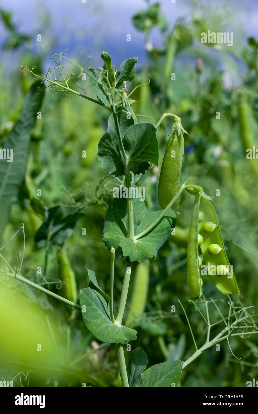agricultural field where green peas are grown, industrial cultivation ...