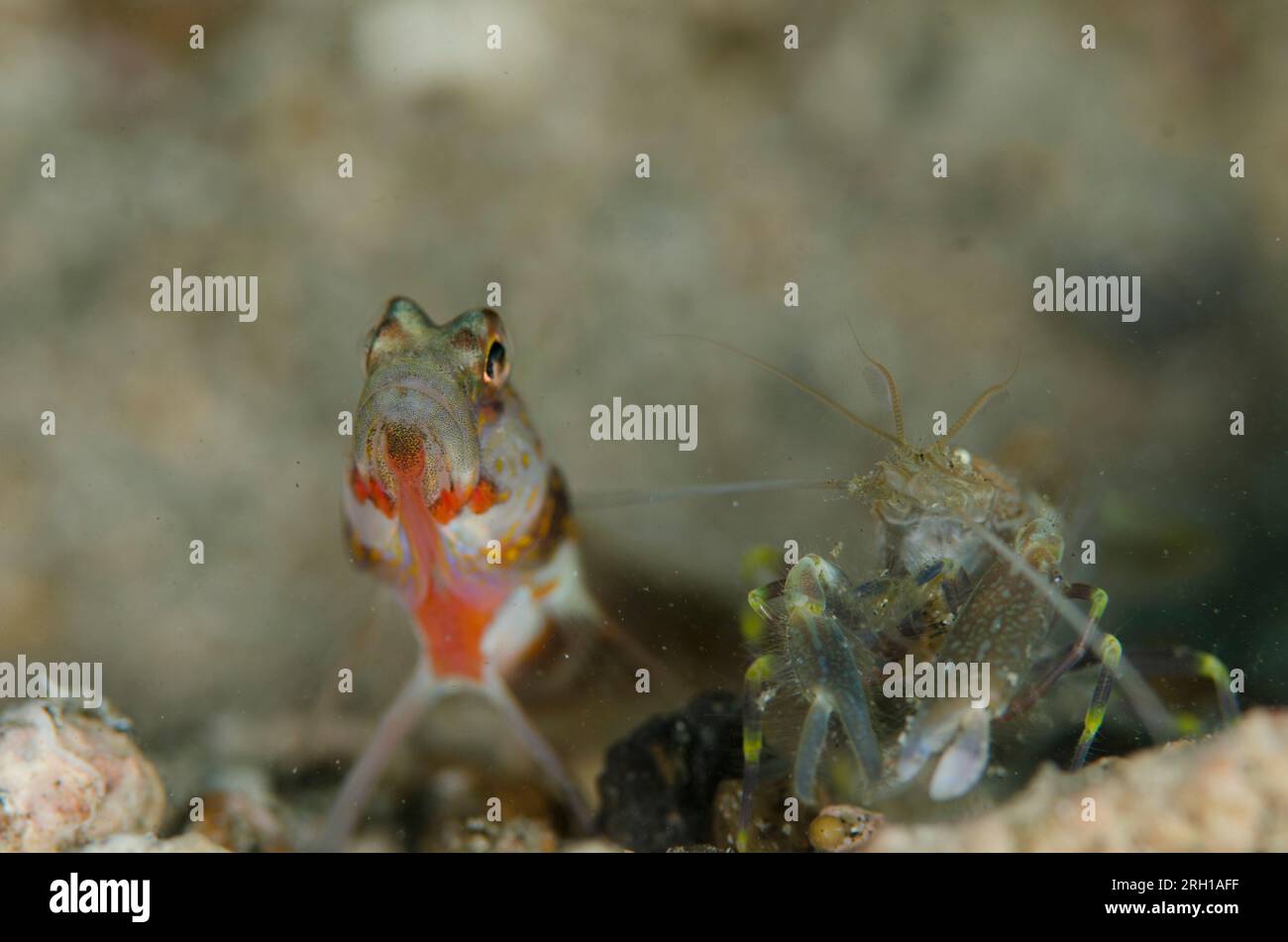 Snapping shrimp alpheidae hi-res stock photography and images - Alamy