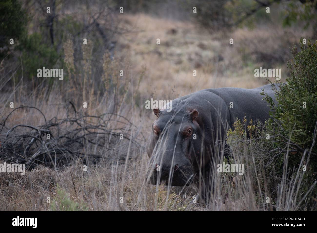 Hippo looking out water hi-res stock photography and images - Alamy