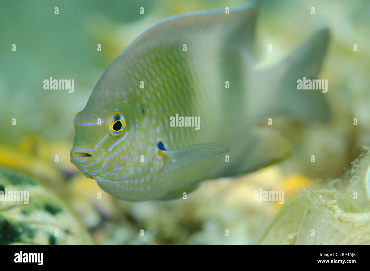 Honeyhead Damsel, Dischistodus prosopotaenia, Serena Besar dive site ...