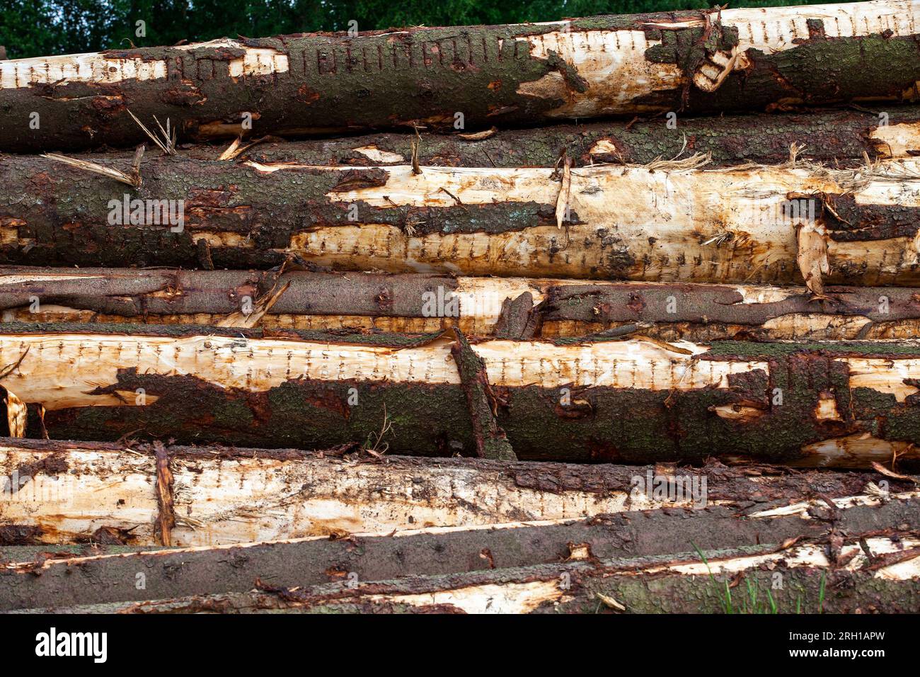 a large amount of pine wood during logging, deforestation to obtain ...