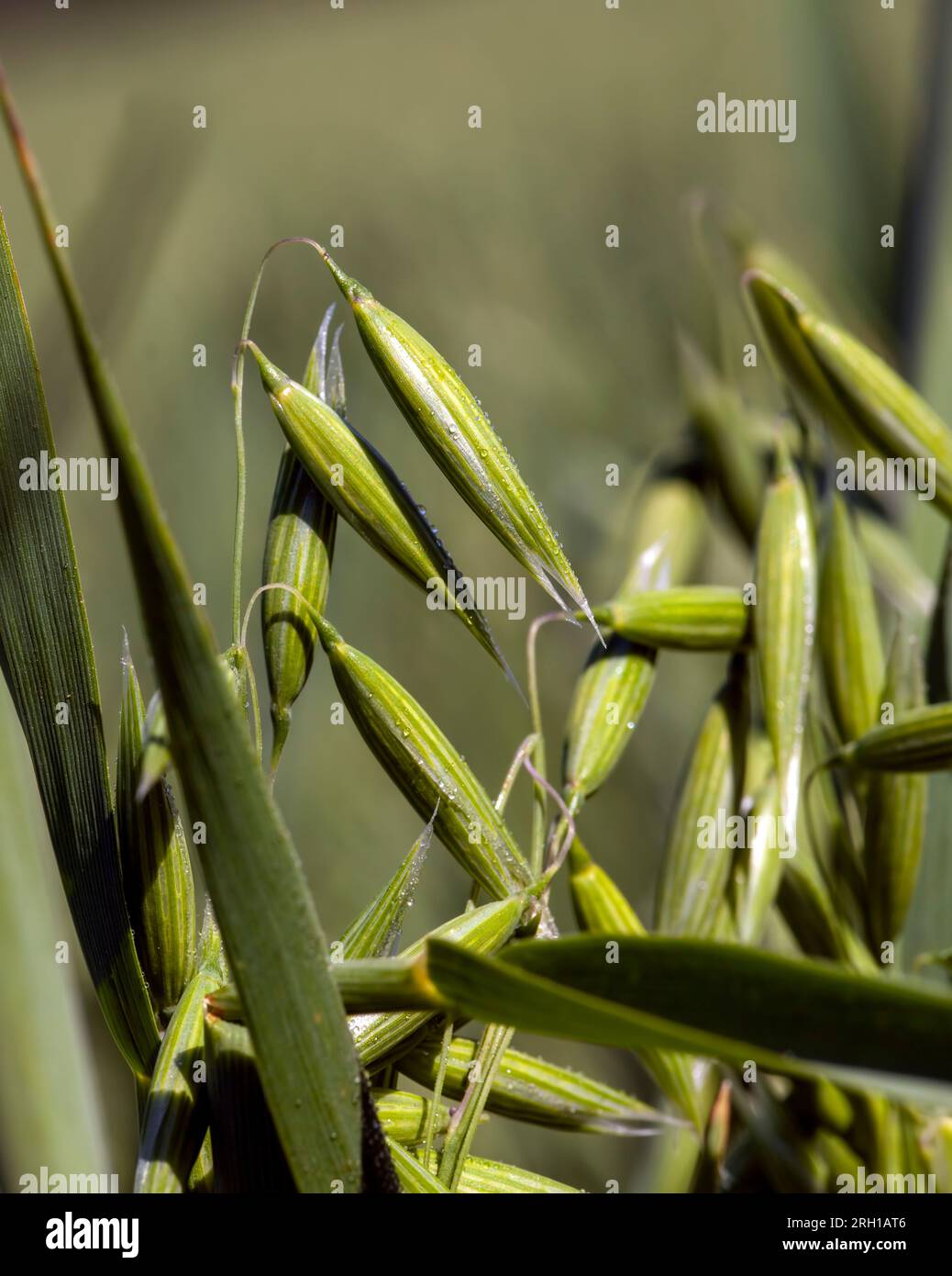 an agricultural field where a crop of oats is grown to produce food, an ...