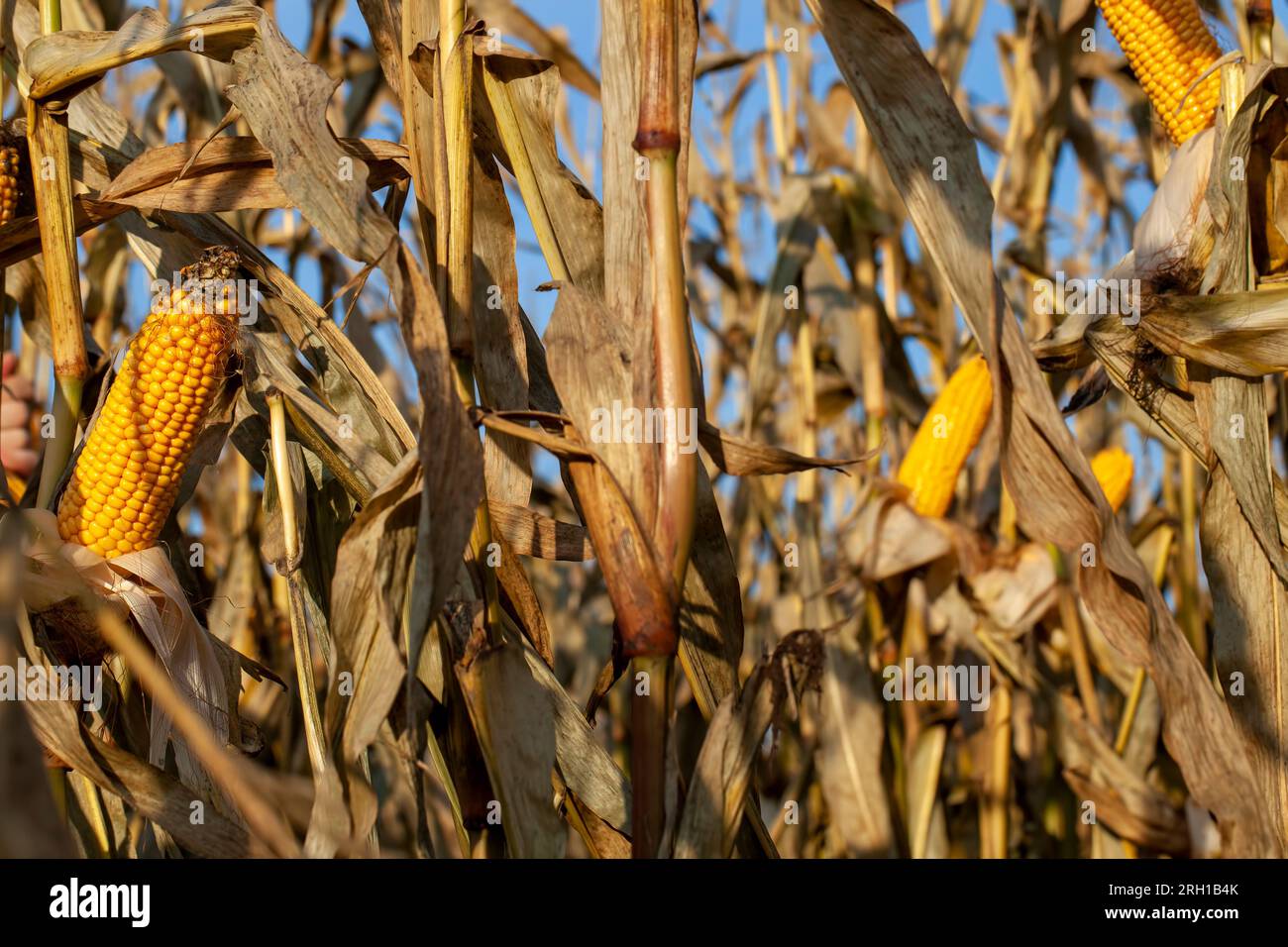 yellow ripe corn fruits in summer, corn cobs in mold and mushroom Stock ...