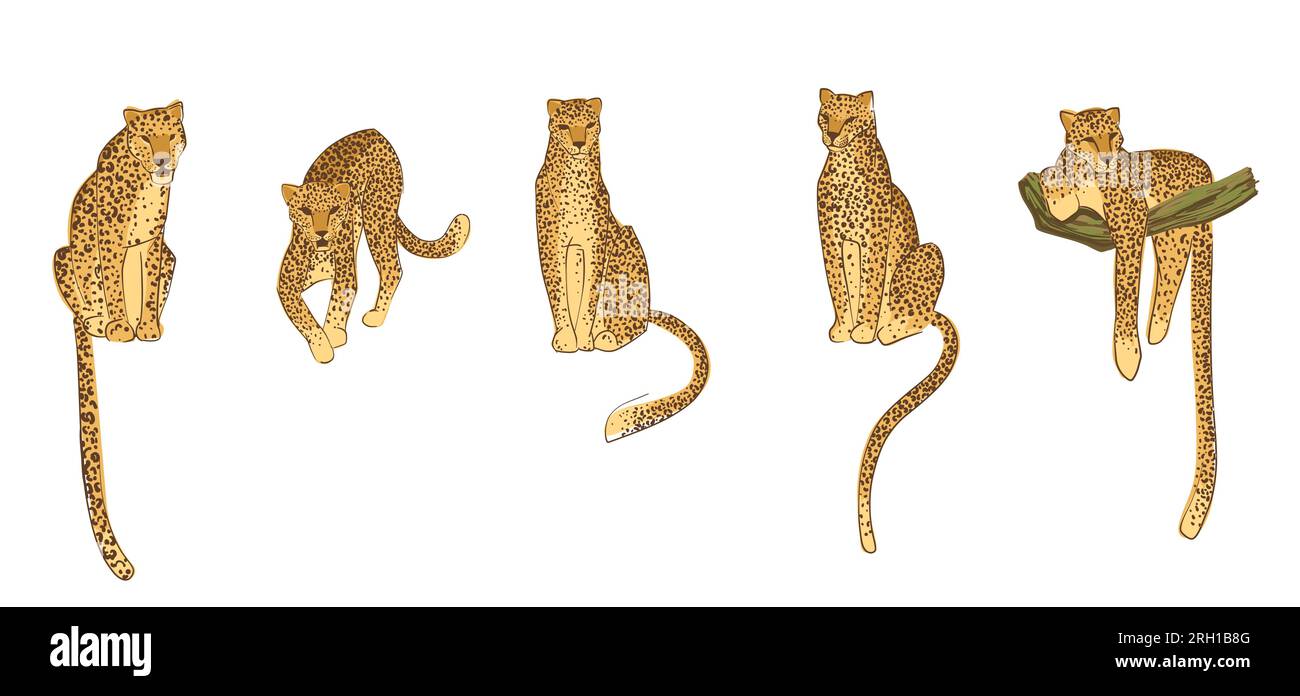 Set of hand drawn leopards. Vector illustration Stock Vector Image ...