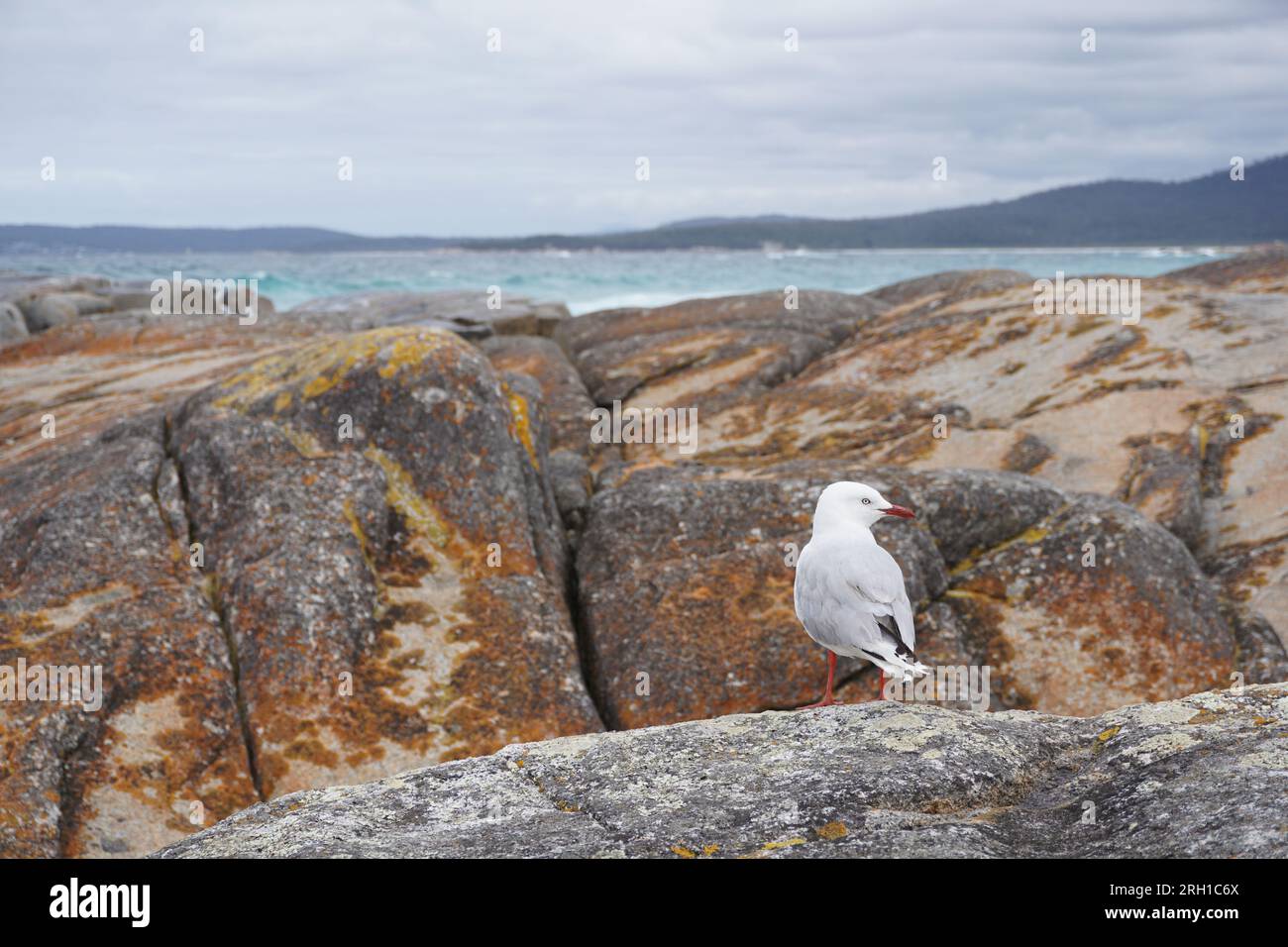 seagull or gul (lari laridae) sitting on big rocks by the ocean in ...
