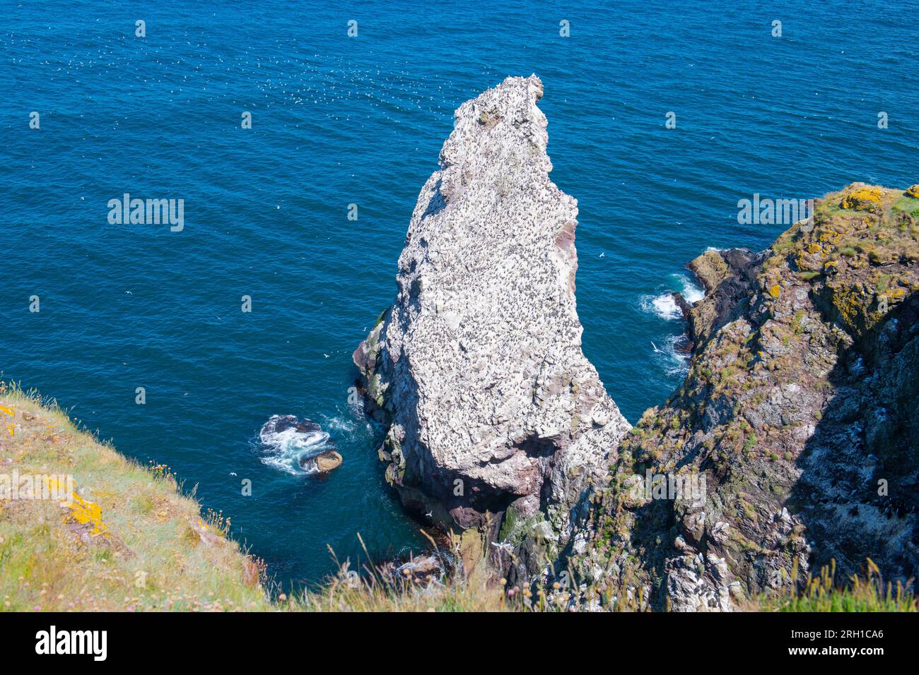 St. Abbs Head coastal cliffs aerial view in summer near village of St ...