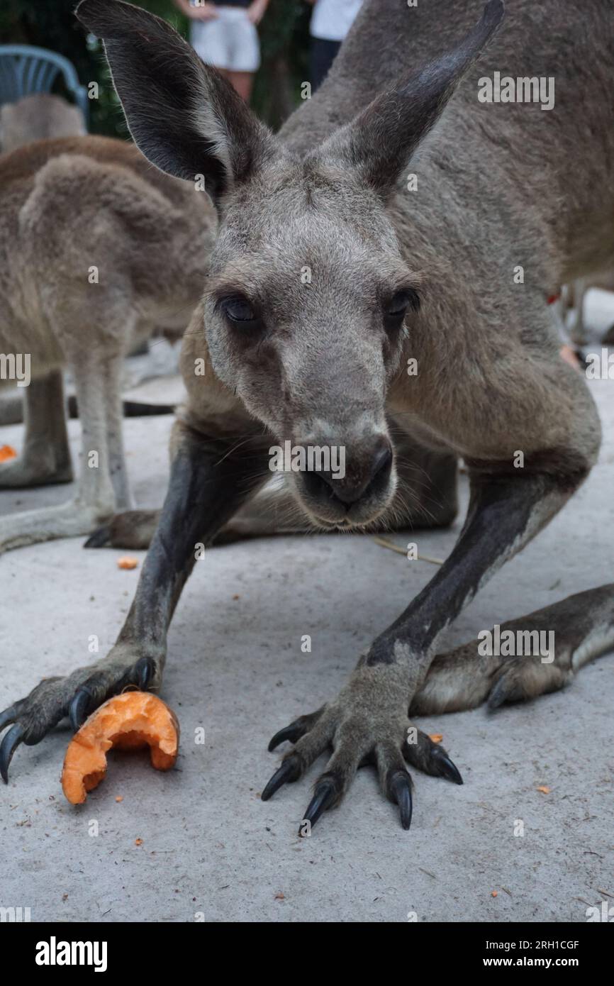 close up of a big male eastern grey kangaroo (macropus giganteus ...