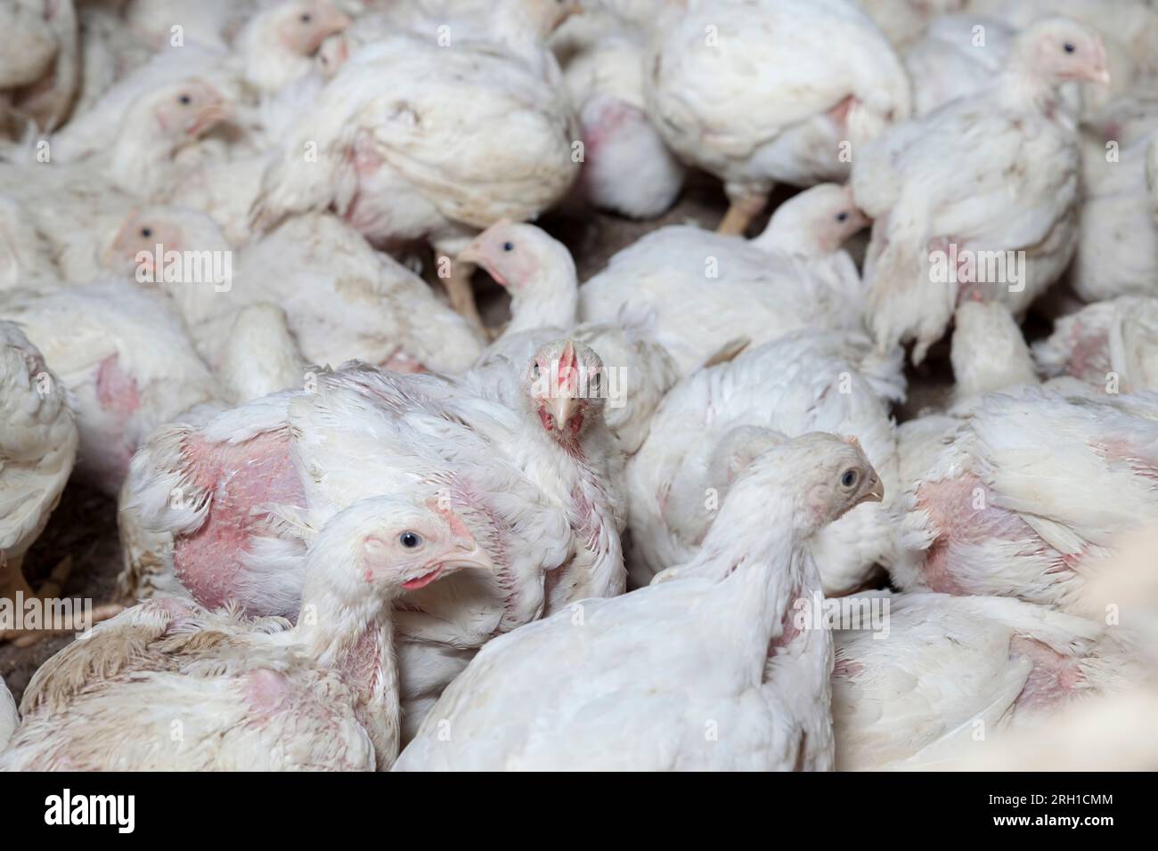 growing poultry on an industrial scale chicken to produce meat products ...
