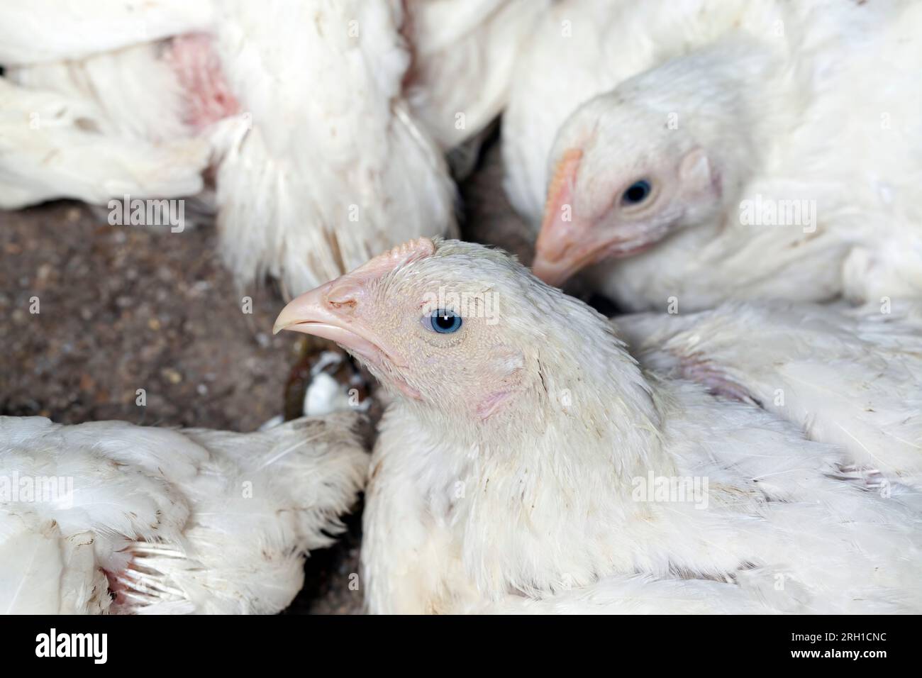 growing poultry on an industrial scale chicken to produce meat products ...
