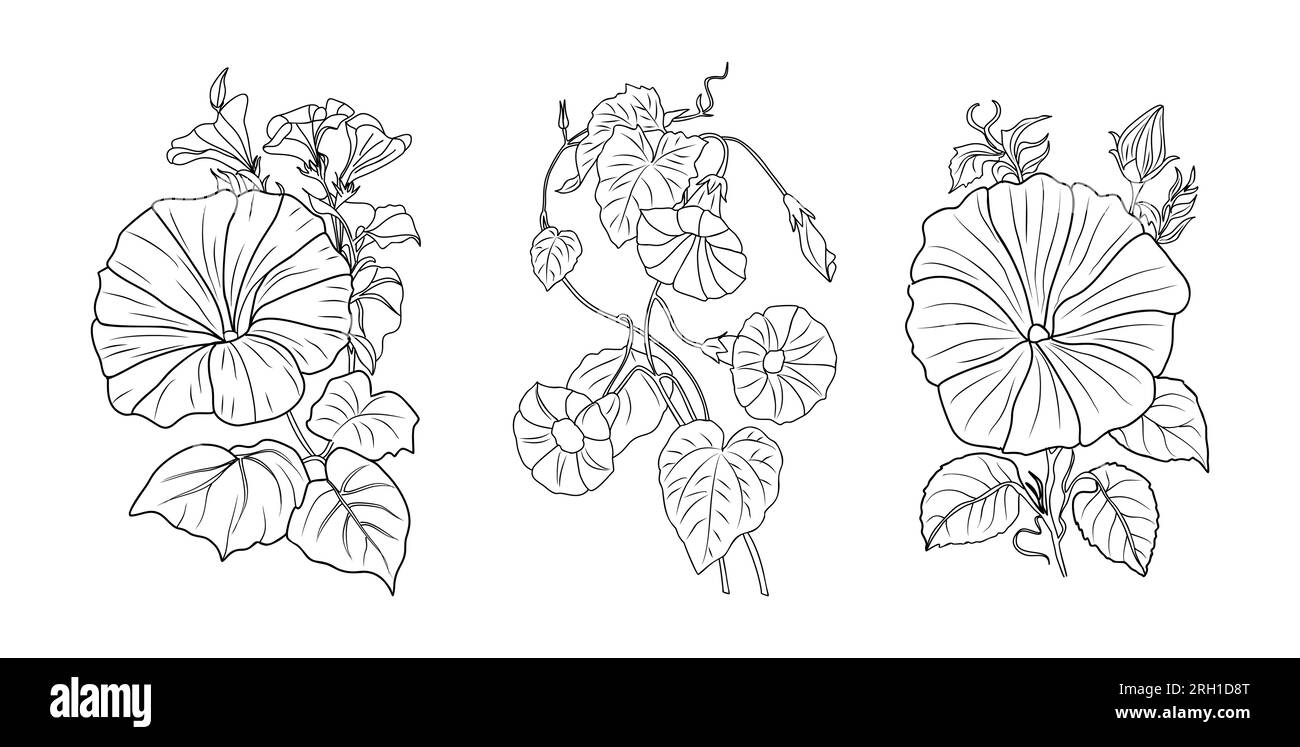 Morning Glory Line Drawing