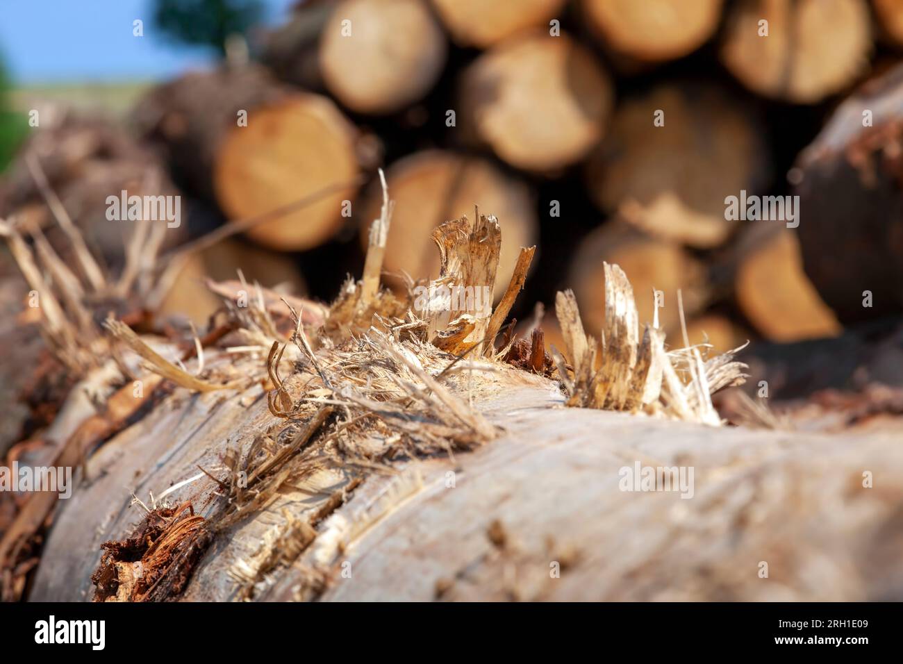 a large amount of pine wood during logging, deforestation to obtain ...