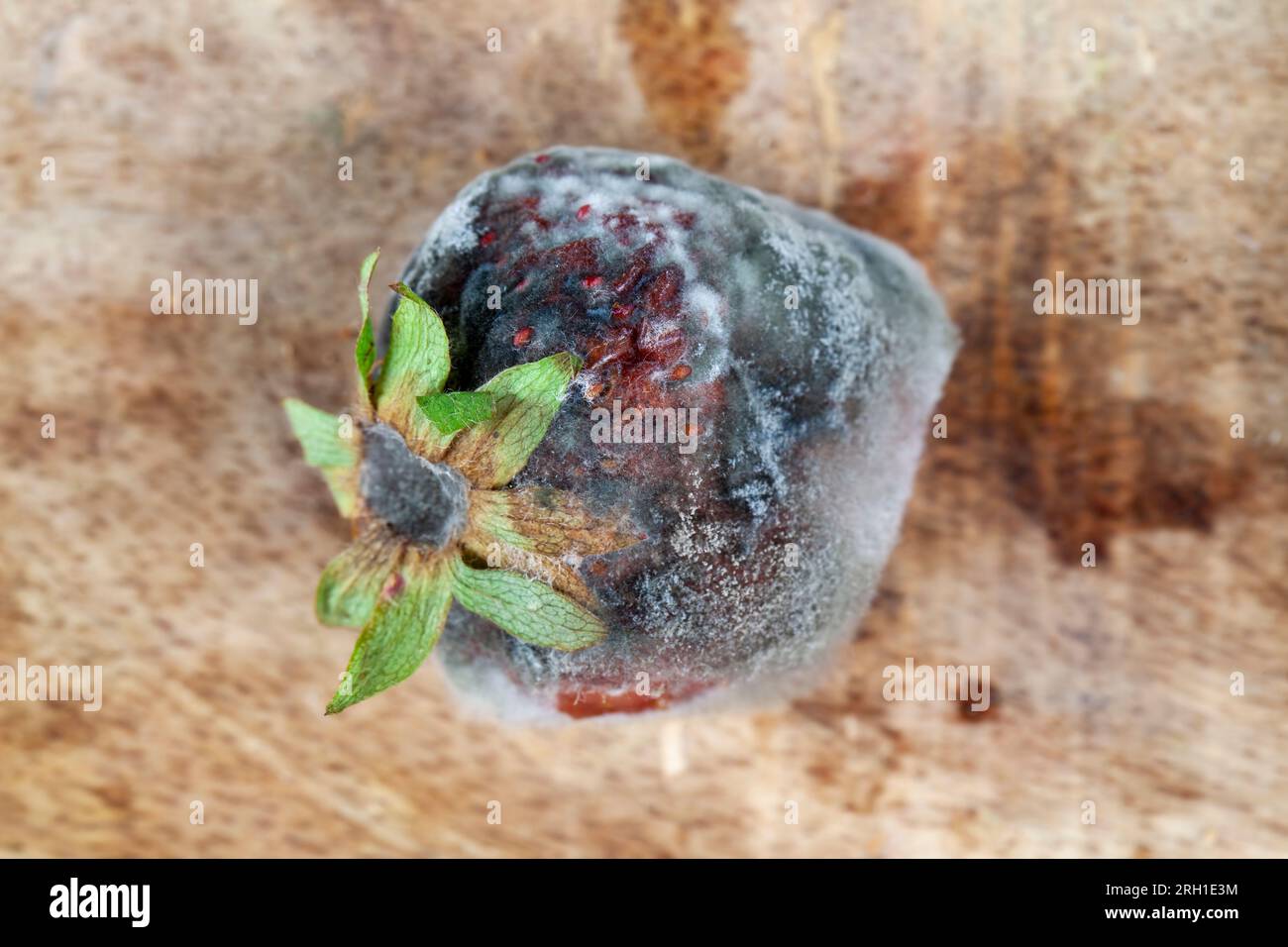 Rotten Food Strawberries Are Not Suitable For Eating Spoiled Rotten