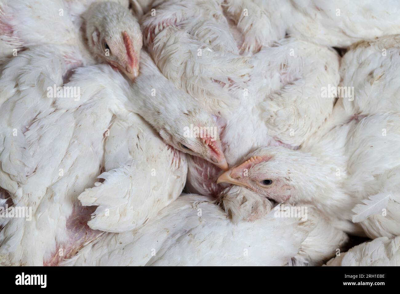 growing poultry on an industrial scale chicken to produce meat products ...