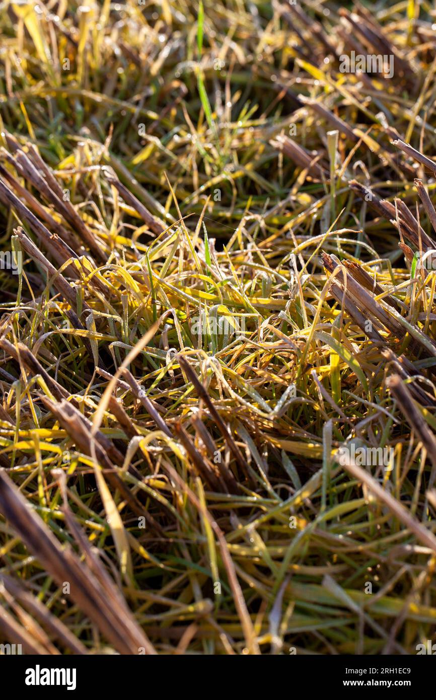 plants and grass turning yellow in the autumn season on an agricultural ...