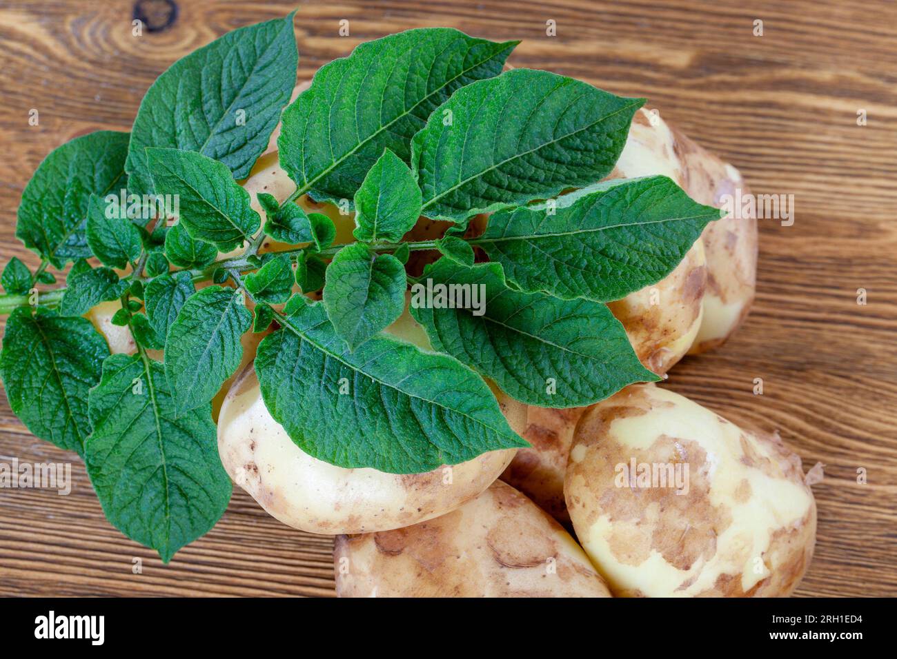 Potato storage bag hi-res stock photography and images - Alamy