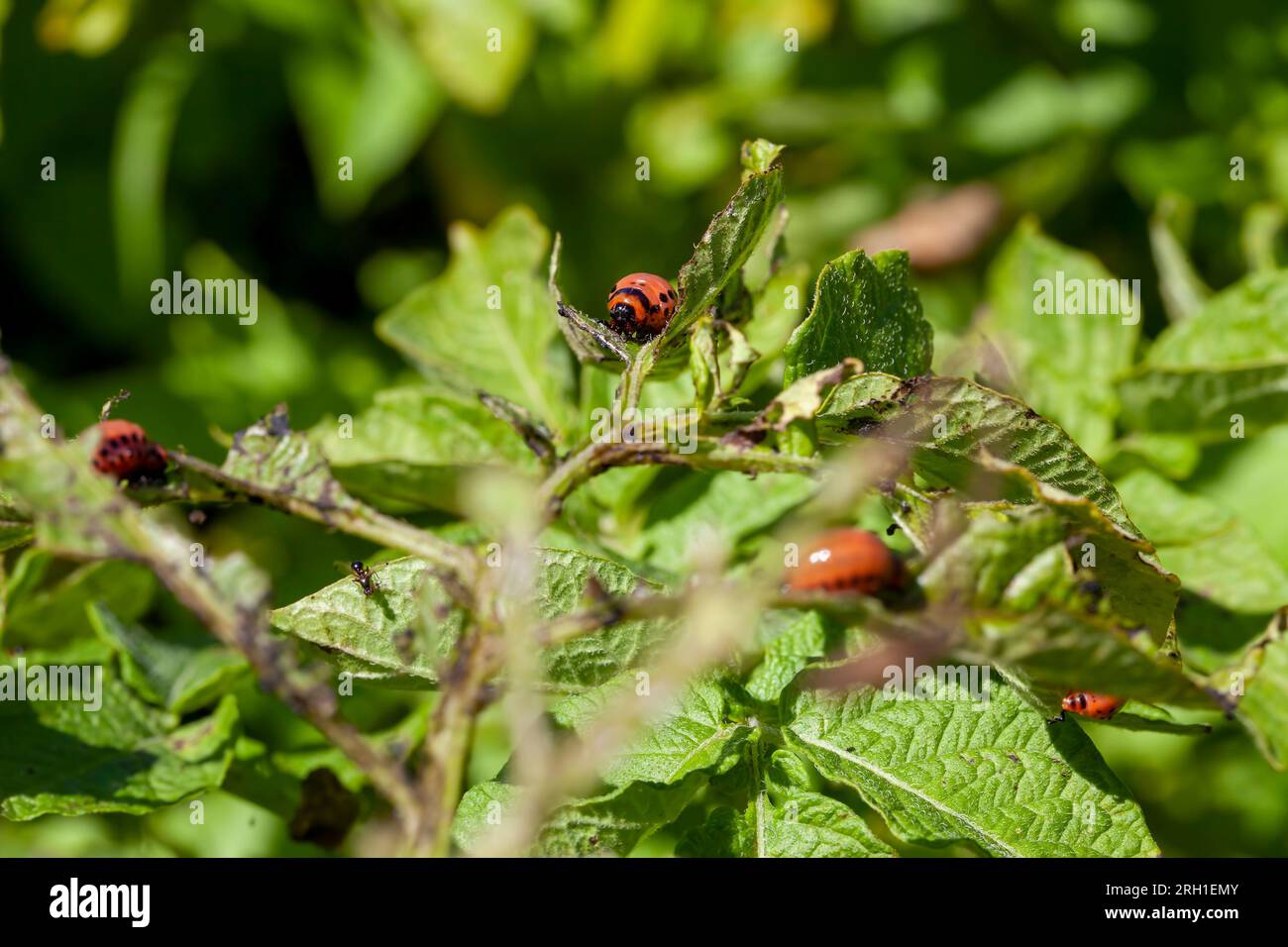 colorado beetles destroying the potato crop in the agricultural field ...